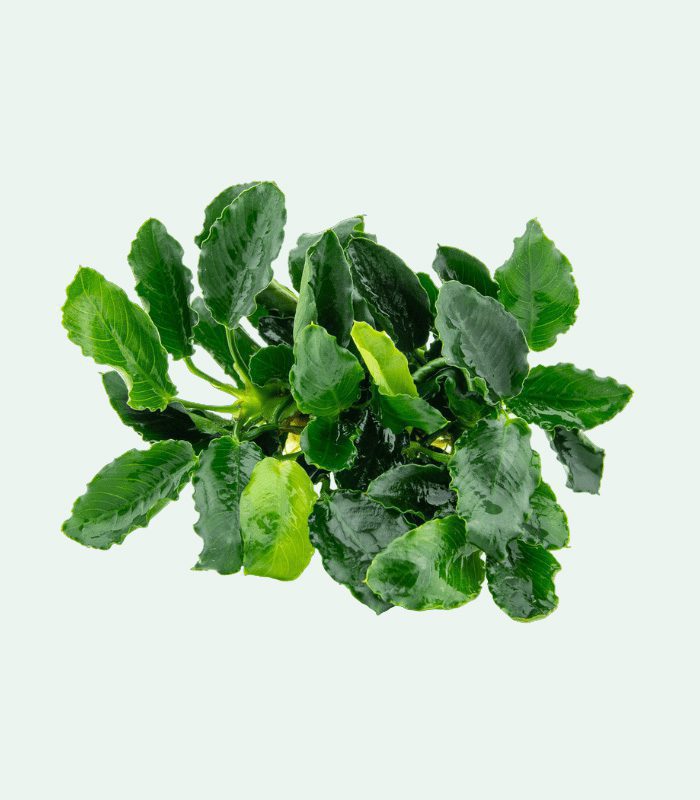 Anubias nana 'Mini Kirin' | Aqua Atlantis | Aquascaping