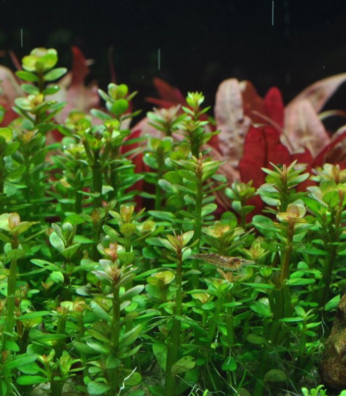 Rotala indica 'Bonsai' | Aqua Atlantis | Aquascaping