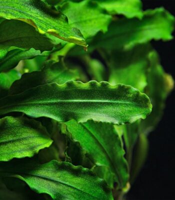 Bucephalandra pygmaea Bukit Kelam | Aqua Atlantis | Aquascaping