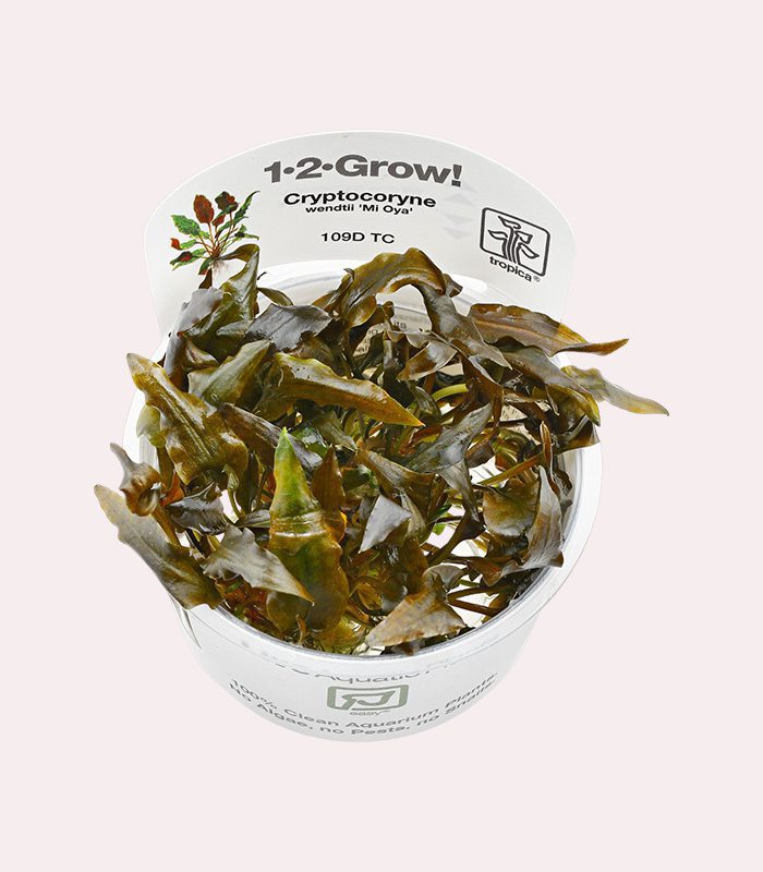 Cryptocoryne wendtii 'Mi Oya' | Aqua Atlantis | Aquascaping