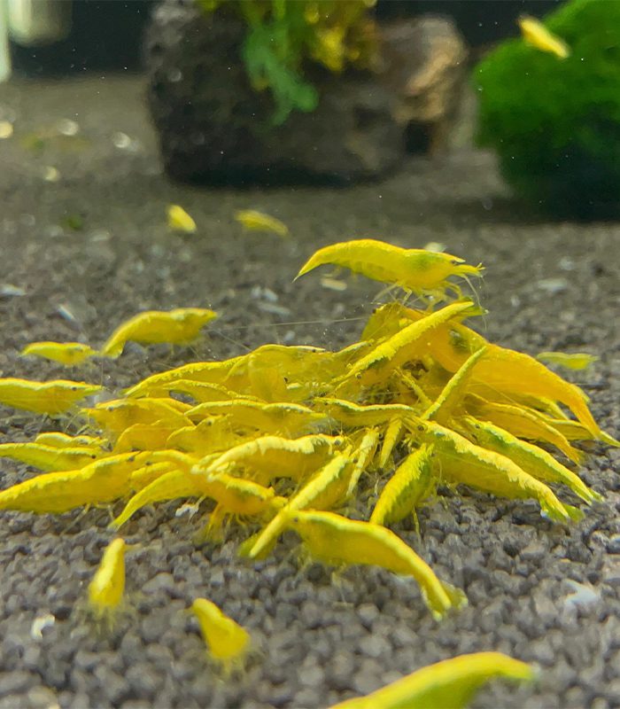 Red Sakura Shrimp | Aqua Atlantis | Aquascaping