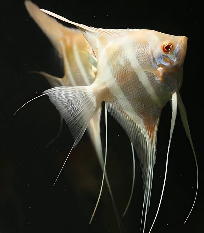Albino Dantum, Angelfish (3-5cm) | Aqua Atlantis | Aquascaping