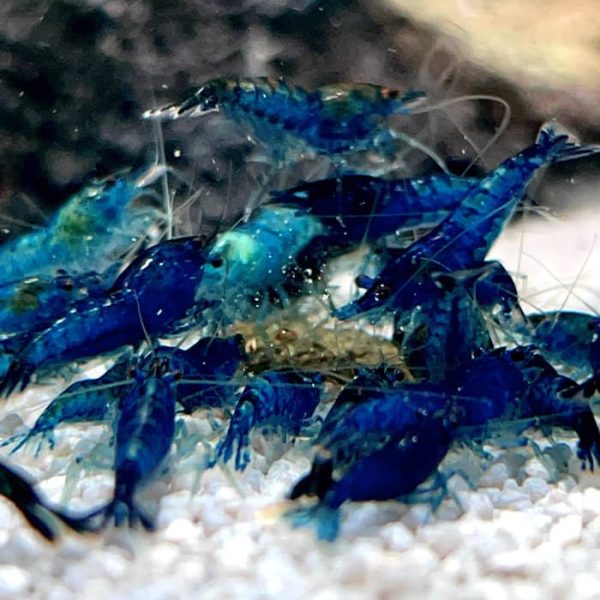 Blue Dream Shrimp | Aqua Atlantis | Aquascaping