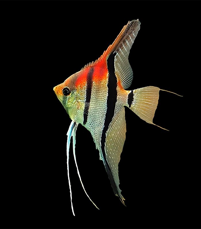 Fish | Aqua Atlantis