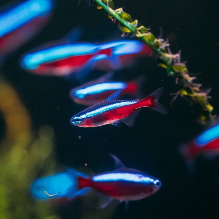 Cardinal Tetra | Aqua Atlantis | Aquascaping