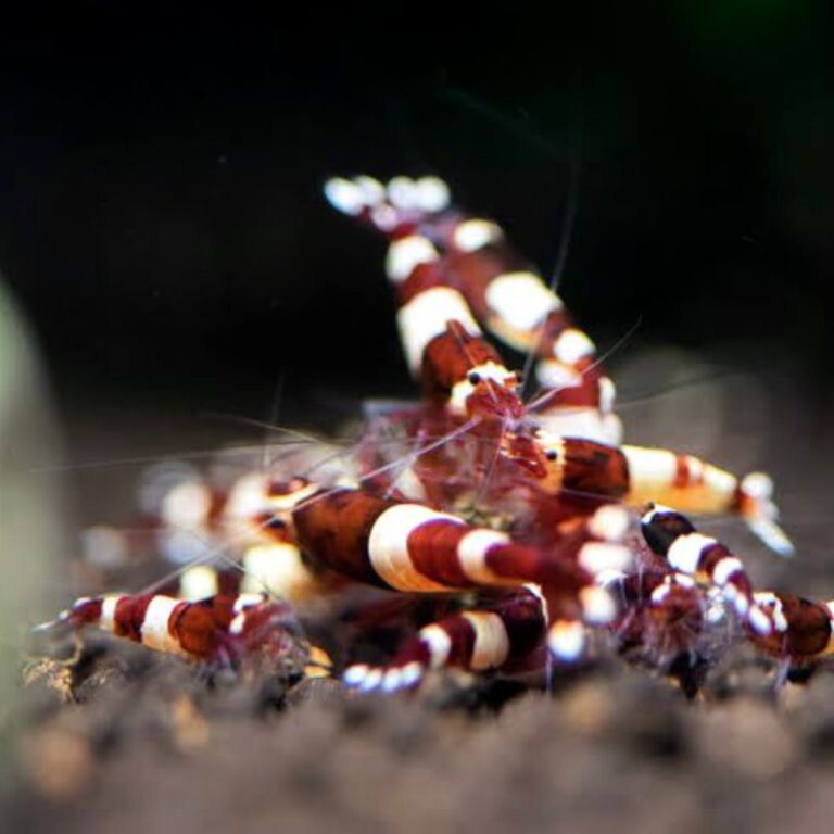 Red Panda Shrimp | Aqua Atlantis | Aquascaping