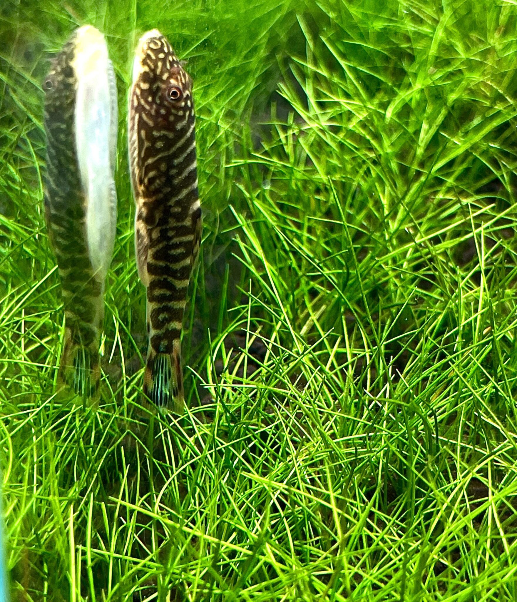 Borneo Loach (Gastromyzon scitulus) | Aqua Atlantis | Fish