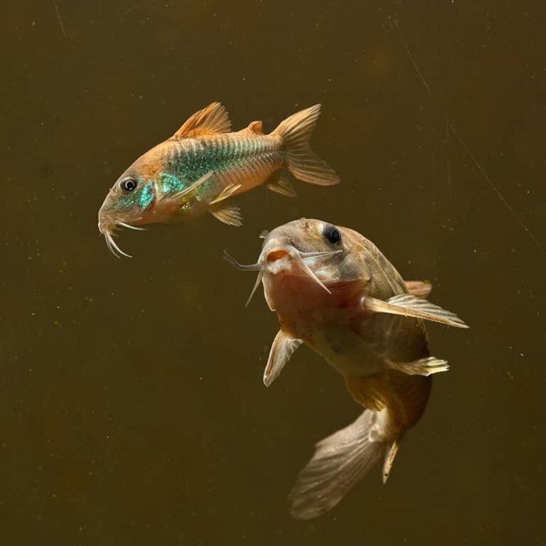 Bronze Corydoras (Corydoras aeneus | Aqua Atlantis | Fish