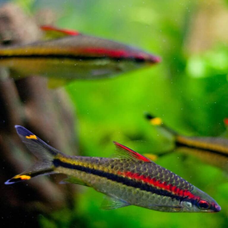 Denison Barb (Dawkinsia denisonii) | Aqua Atlantis | Fish