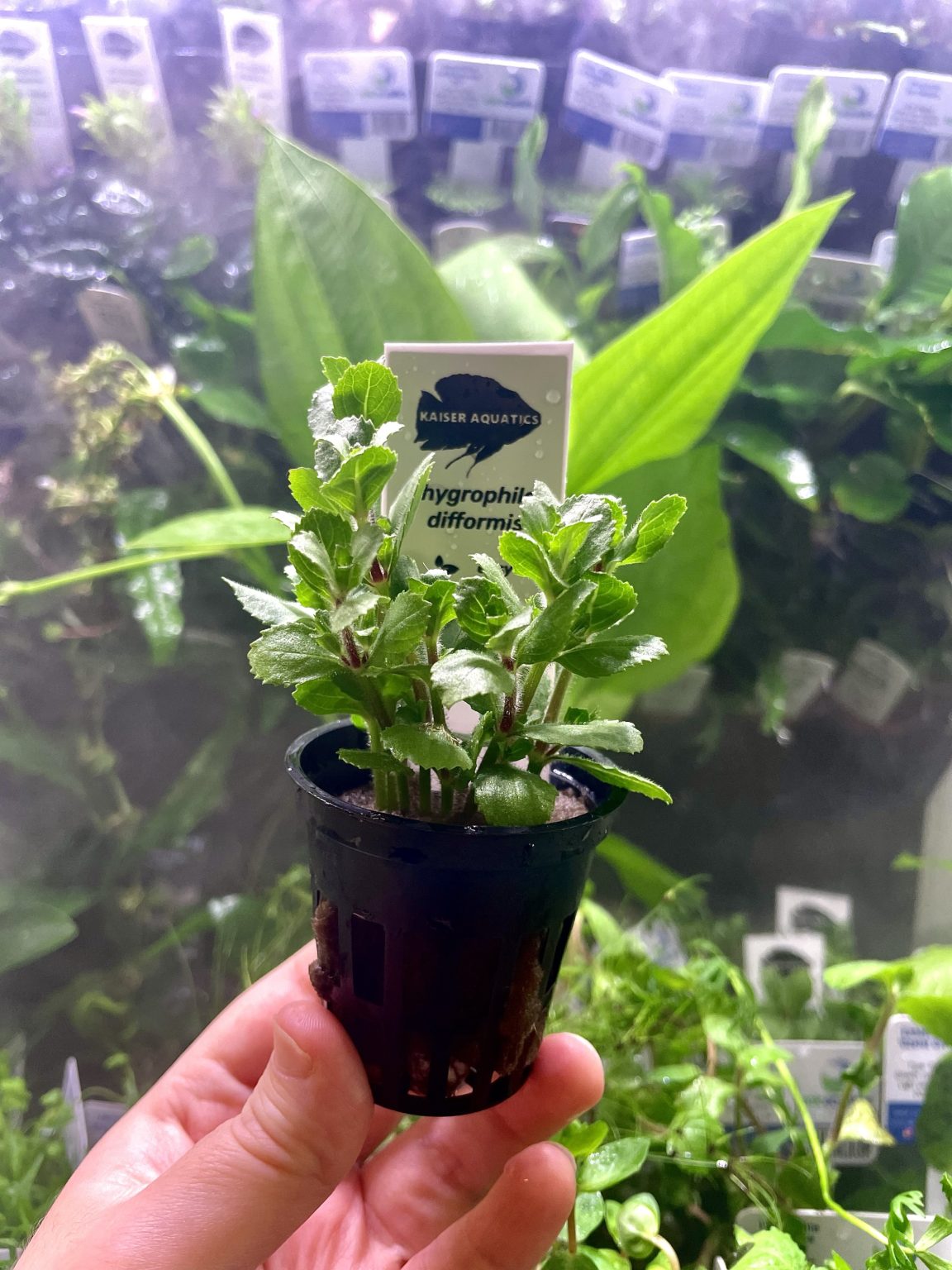 Kaiser Aquatics Hygrophila Difformis | Aqua Atlantis | Aquatic Plants