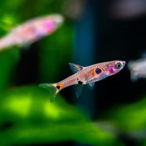 Strawberry Rasbora (Boraras naevus)