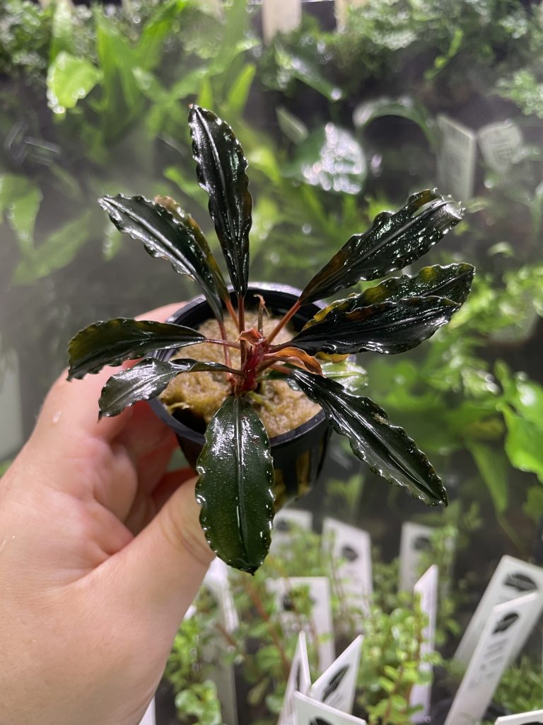 RTG Bucephalandra ‘Theia’ | Aqua Atlantis | Aquascaping