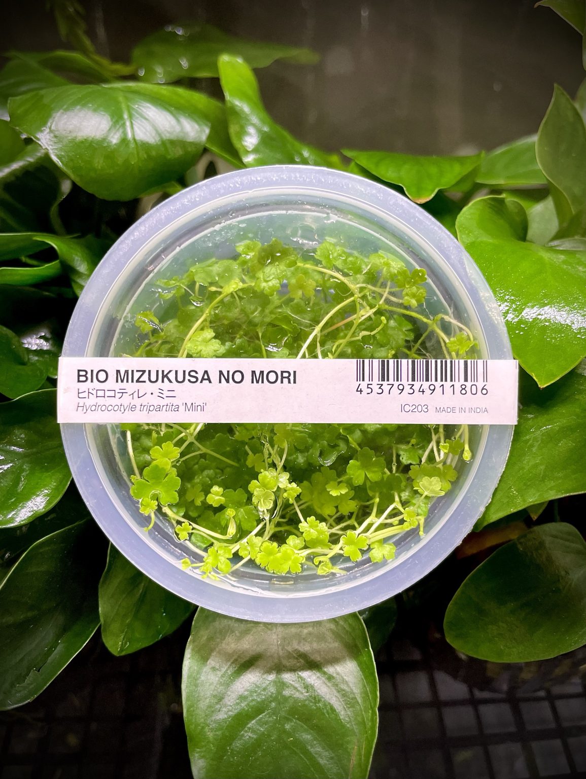 ADA Hydrocotyle Tripartita Mini for Your Aquarium