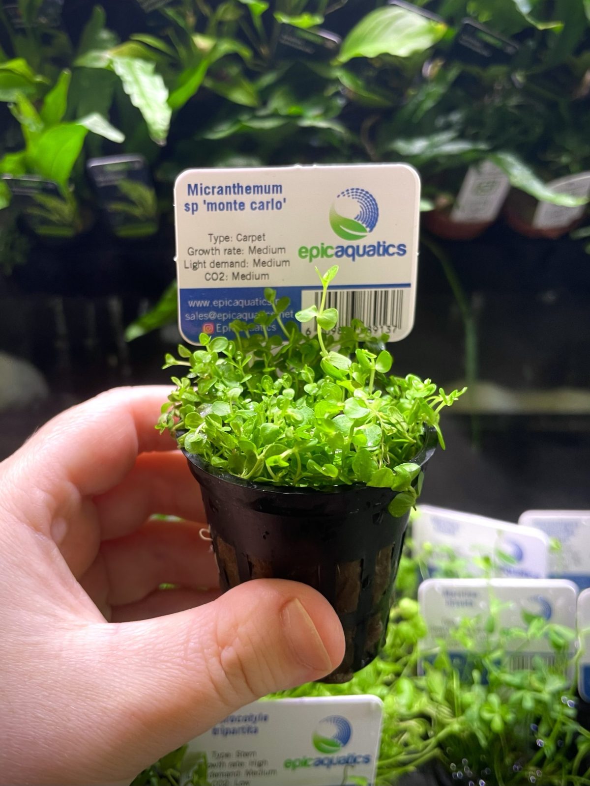 Micranthemum sp Monte Carlo for Vibrant Aquascapes
