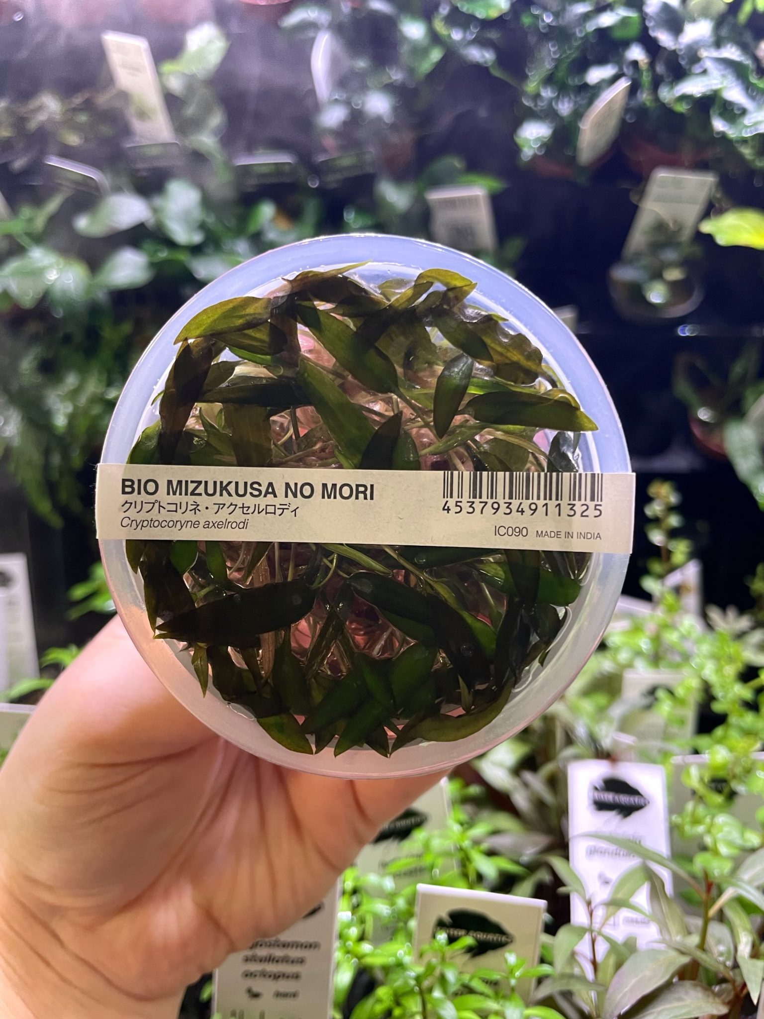 ADA Cryptocoryne Axelrodi for Vibrant Aquascapes
