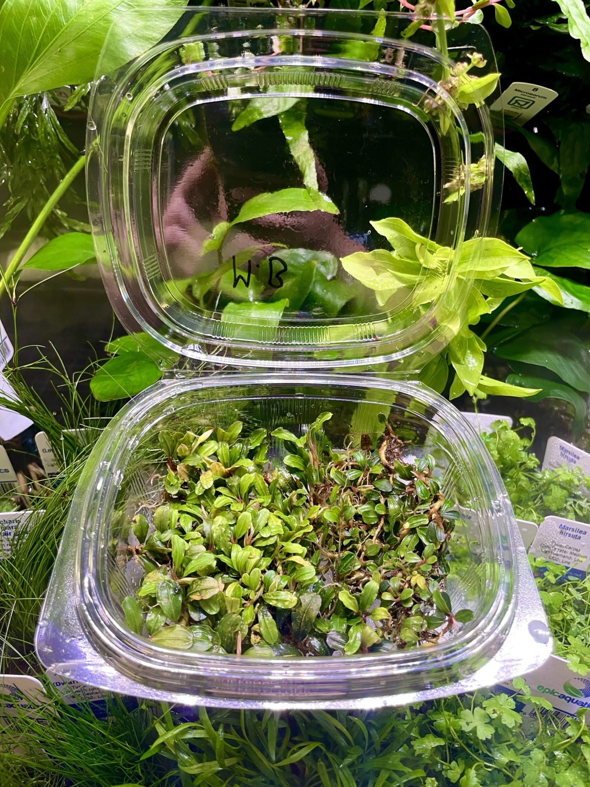 EA Bucephalandra Mini Boyan | Aqua Atlantis | Aquascaping