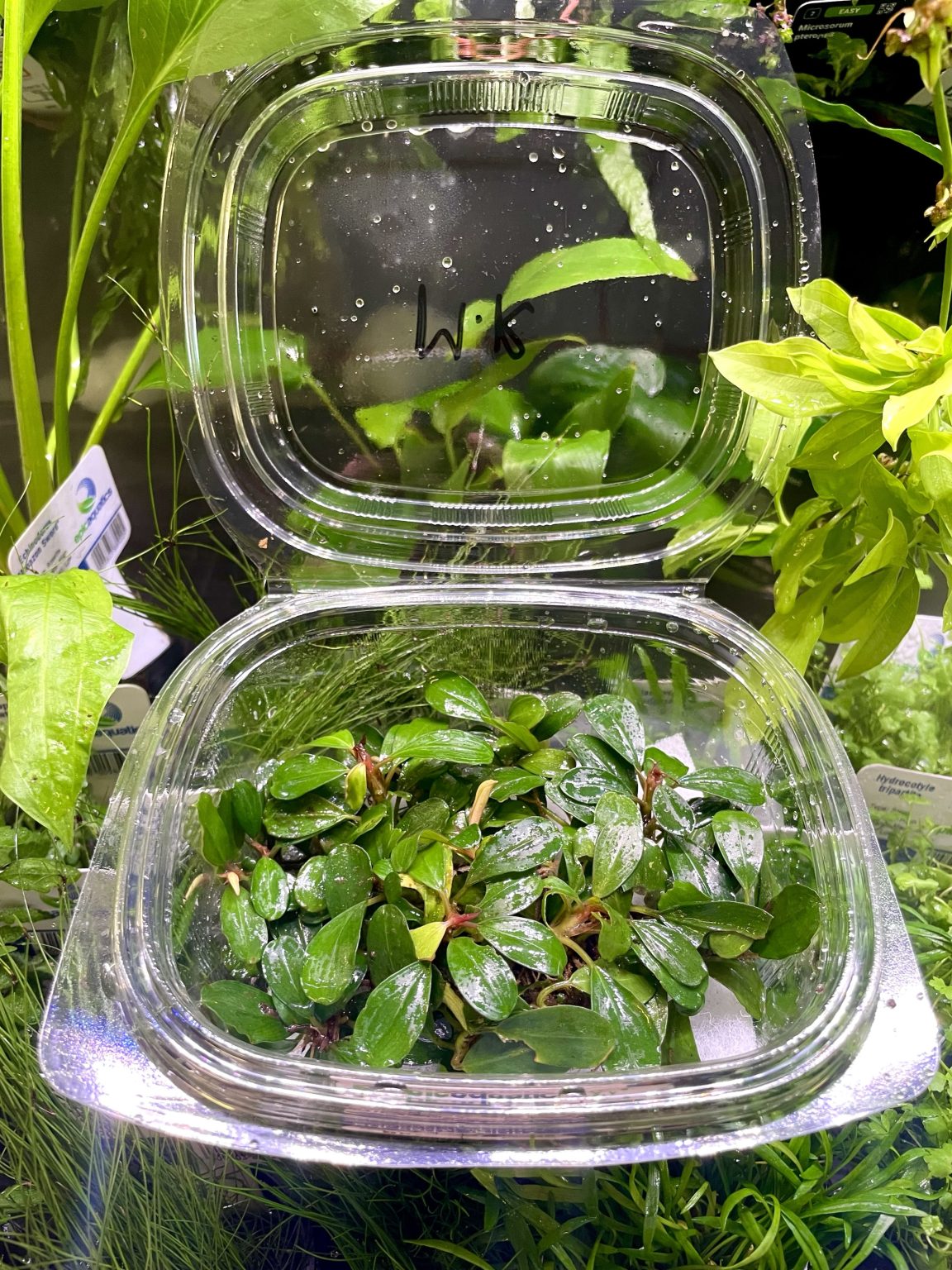 EA Bucephalandra Melawi Royal | Aqua Atlantis | Aquascaping