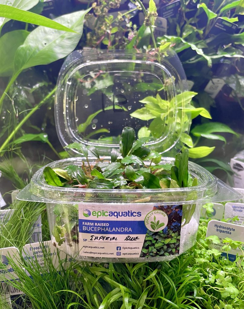 EA Bucephalandra Imperial Blue | Aqua Atlantis | Aquascaping