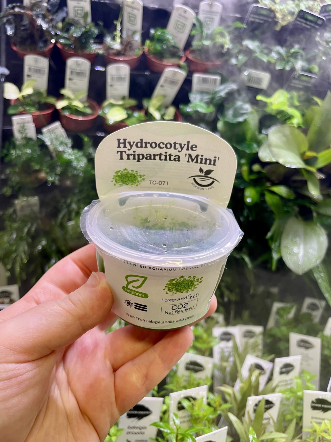 Horizon Labs Hydrocotyle Tripartita Mini | Aqua Atlantis | Aquascaping