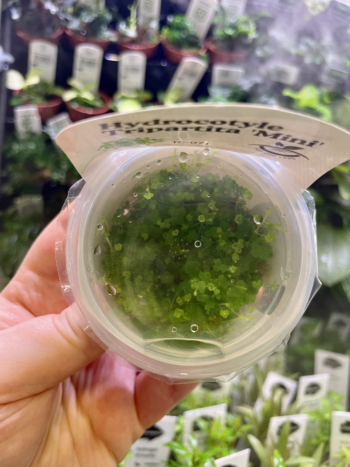 Horizon Labs Hydrocotyle Tripartita Mini | Aqua Atlantis | Aquascaping